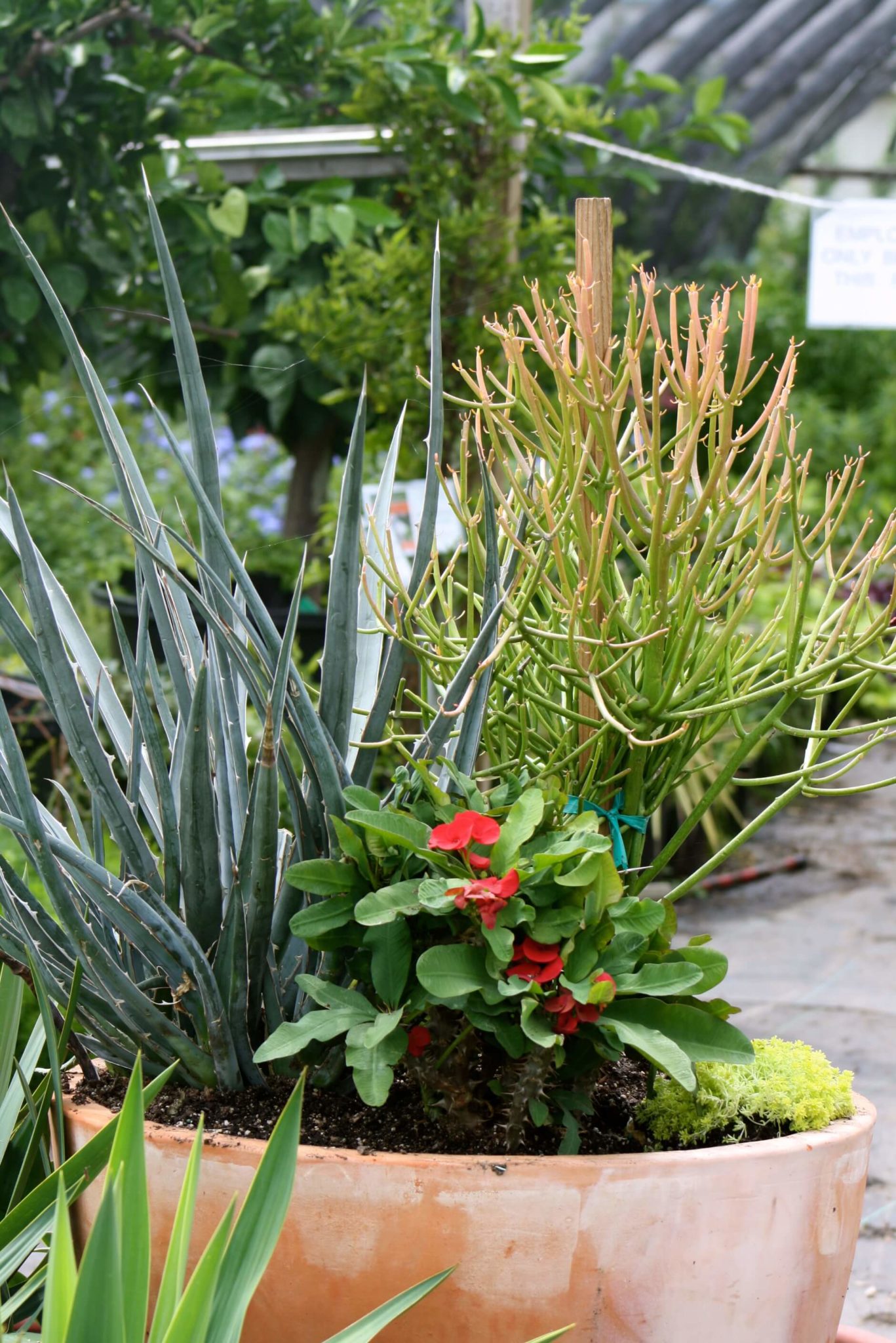 Container Planting - Vivero Growers Nursery