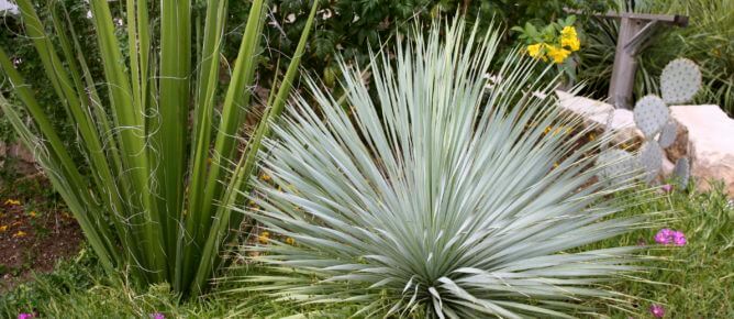Yucca Rostrata- Vivero Growers Nursery Austin TX