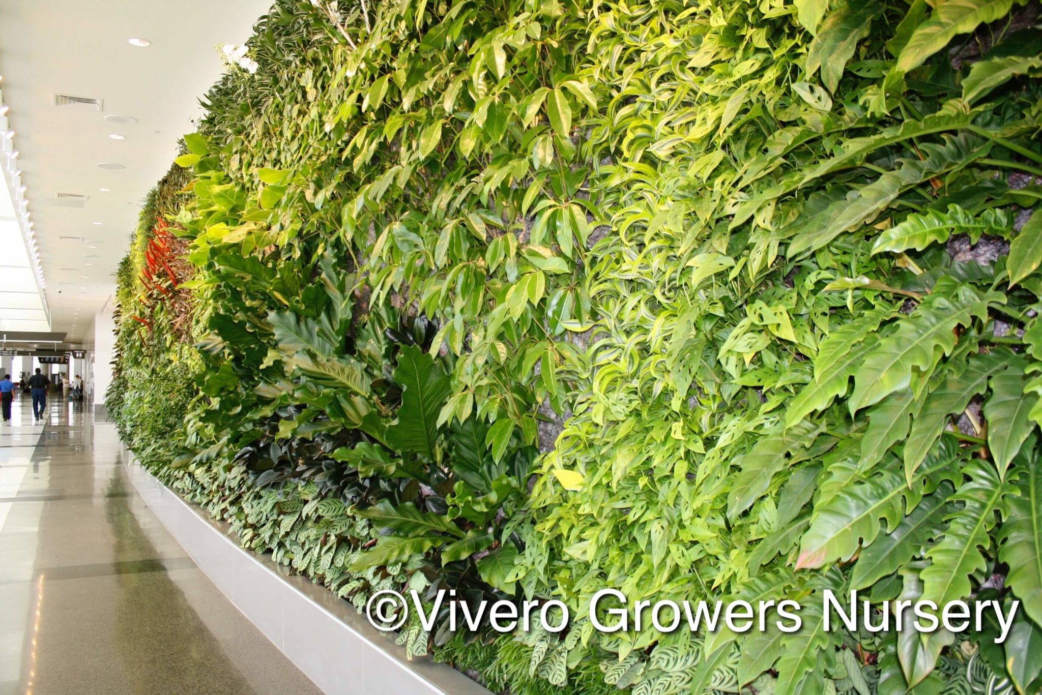 Living Walls / Vertical Gardening - Vivero Growers Nursery