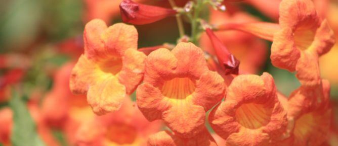 Tecoma 'Bells of Fire' - Vivero Growers Nursery