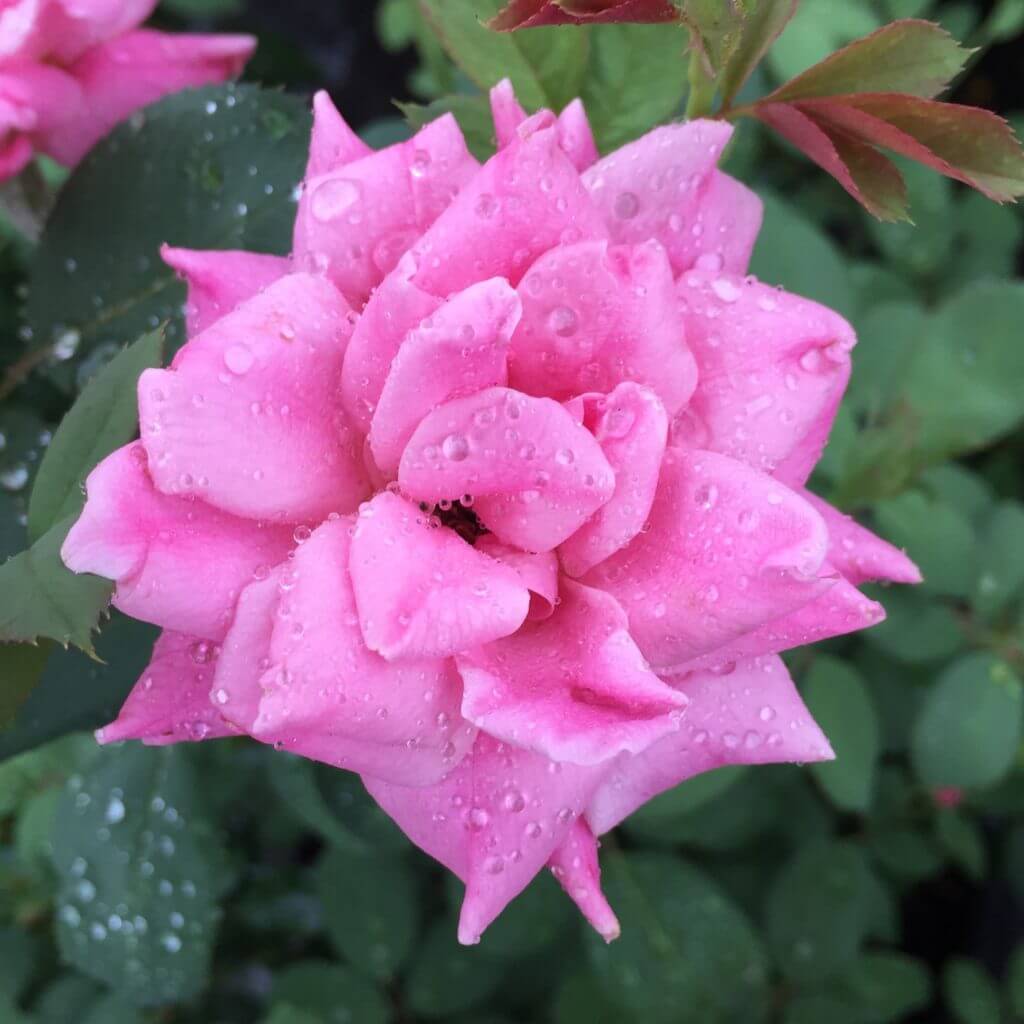 Pink Double Knock Out Rose - Vivero Growers Nursery