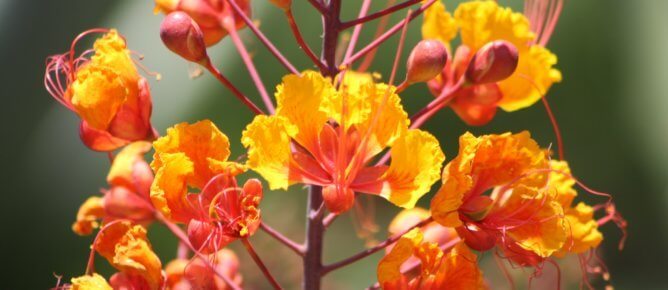 Plant Pride of Barbados - VIvero Growers Nursery