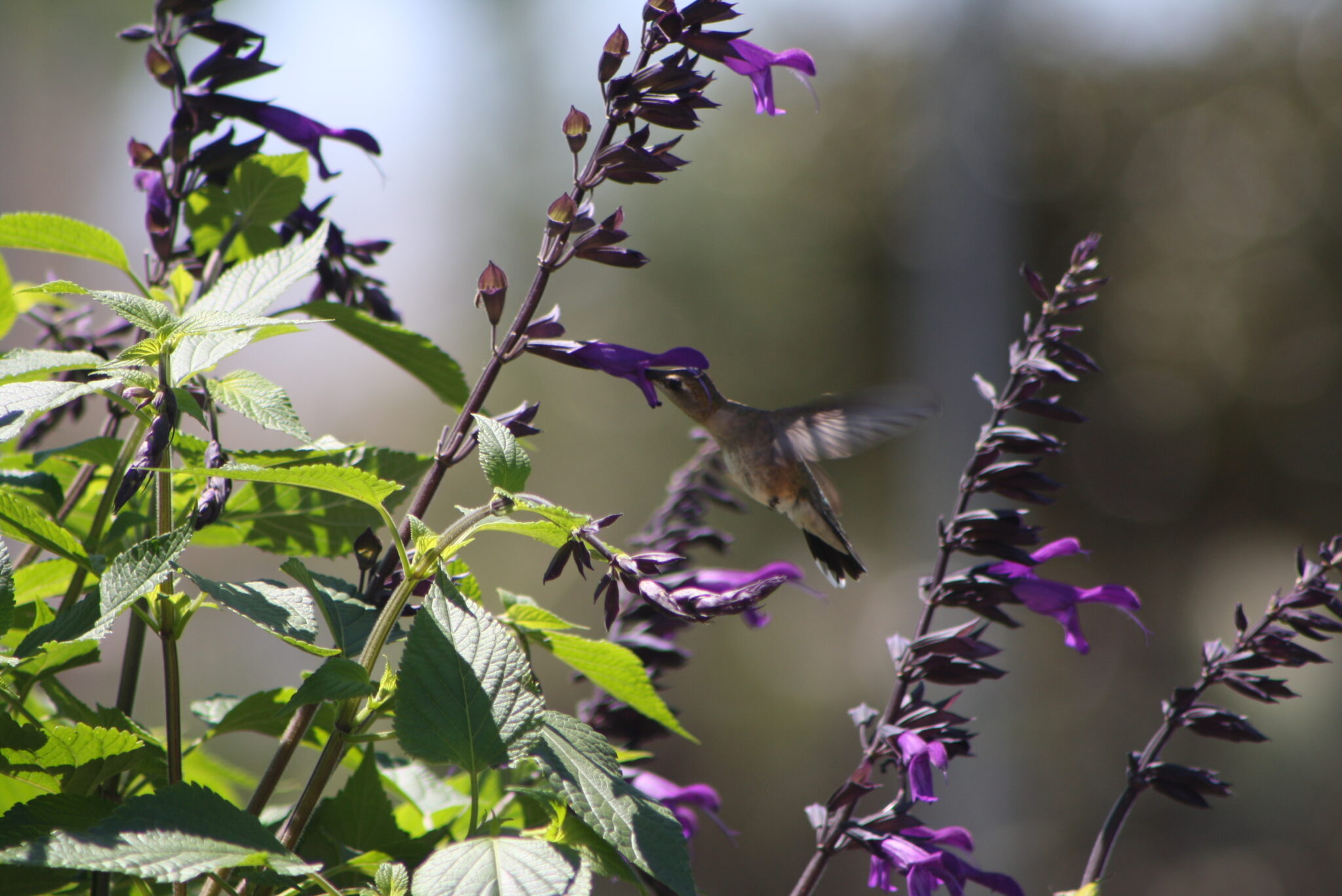 Plants for Pollinators! Vivero Growers Nursery Austin TX