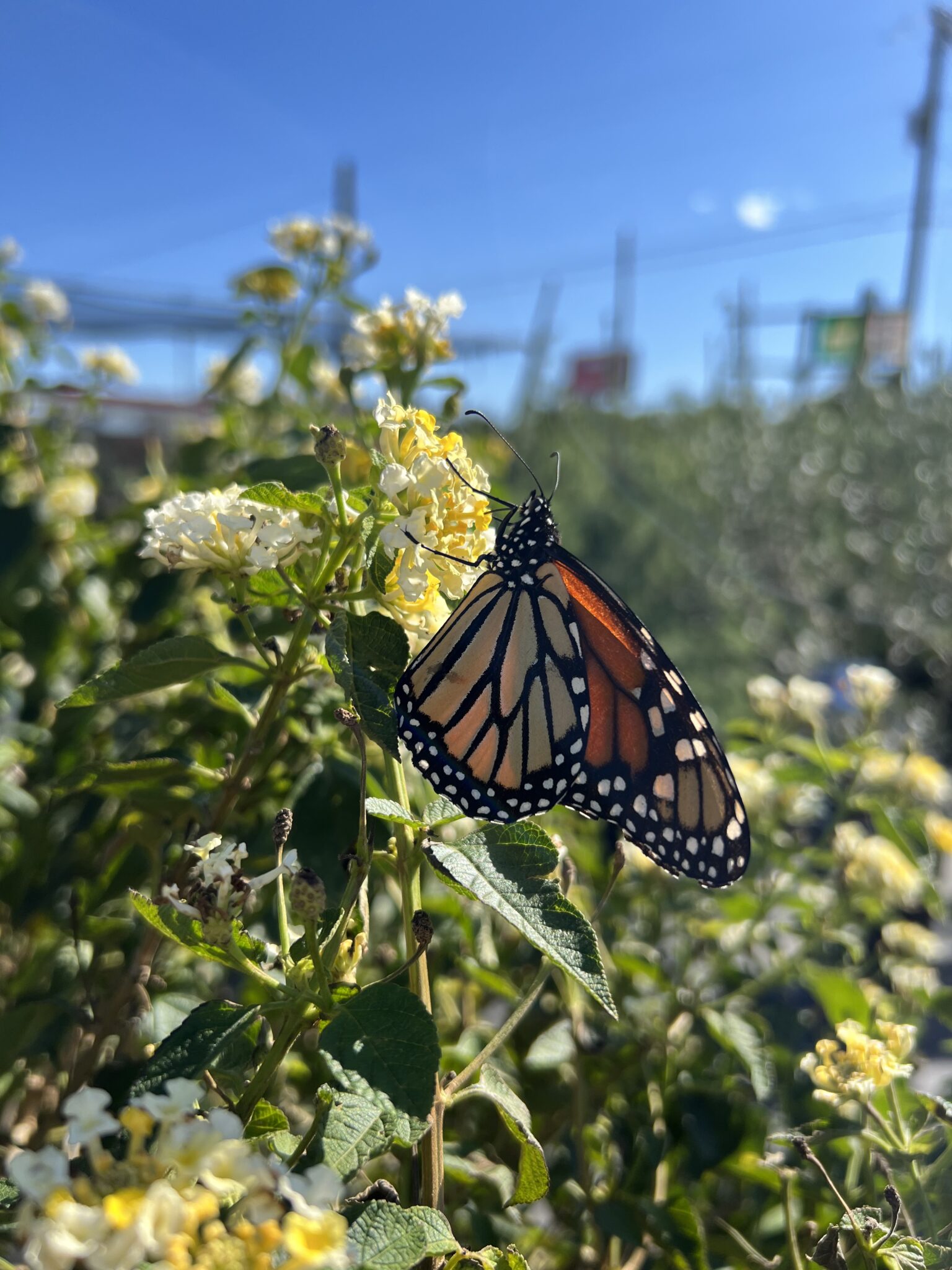 Plants for Pollinators! Vivero Growers Nursery Austin TX